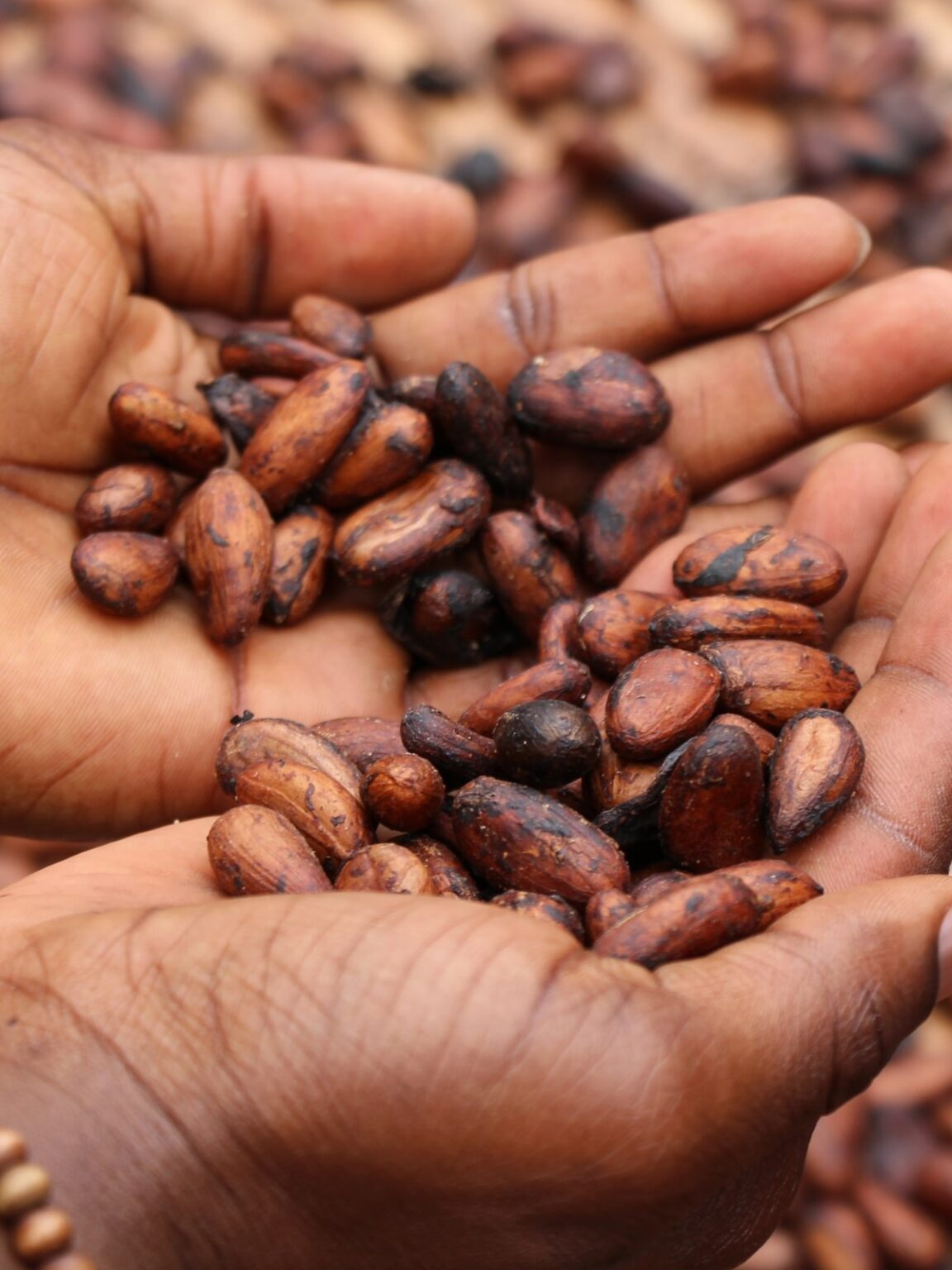 PT Grand Kakao Indonesia - Official Website